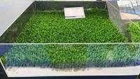 China Non-infill Artificial Turf with Shock-absorbing Mat for Sports Fields - No Infill Required & Excellent Drainage for sale