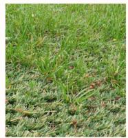 China 25mm Pile Height Hybrid Artificial Grass Carpet with Ultra High Wear Resistance for Mixed Laying with Natural Grass for sale