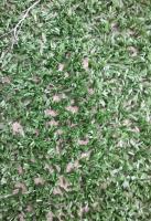 China 14mm Pile Height High Density UV Resistant Tennis Artificial Turf for Outdoor Multi-Functional Sports for sale