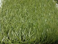 China 55mm Pile Height 8000 Dtex 220 Stitches Per Meter High Density Football Artificial Turf for Stadiums and Training Places for sale