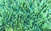 China SBR Rubber Granules 0.5-2mm for Football Fields, Shock Absorption >53% for sale