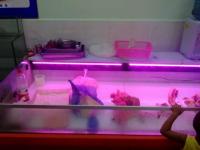 China DC24V LED Freezer Light Ultra Brightness Refrigerator Cold Room Lighting Fixtures IP54 for sale