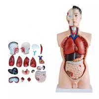 China Medical Science Teaching 85cm Human Torso Model PVC Plastic Detachable Anatomy Demonstration Model for sale