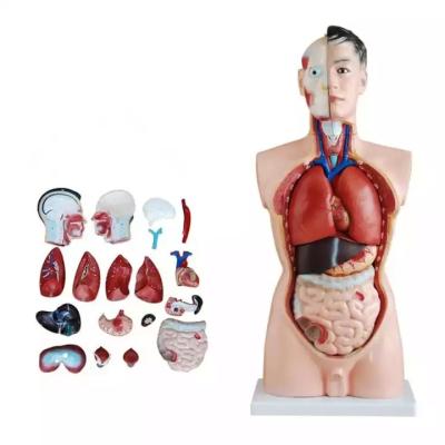 China Medical Science Teaching 85cm Human Torso Model PVC Plastic Detachable Anatomy Demonstration Model for sale