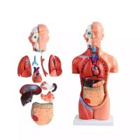China Medical Science Teaching 85cm Human Torso Model PVC Plastic Detachable Anatomy Demonstration Model for sale