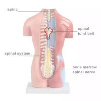 China Medical Science Teaching 85cm Human Torso Model PVC Plastic Detachable Anatomy Demonstration Model for sale