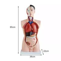 China Medical Science Teaching 85cm Human Torso Model PVC Plastic Detachable Anatomy Demonstration Model for sale