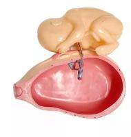China PVC Fetus Uterus Human Anatomical Teaching Models For Practice Teaching for sale