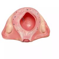 China PVC Fetus Uterus Human Anatomical Teaching Models For Practice Teaching for sale