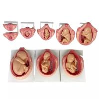 China PVC Fetus Uterus Human Anatomical Teaching Models For Practice Teaching for sale