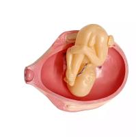 China PVC Fetus Uterus Human Anatomical Teaching Models For Practice Teaching for sale