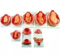 China PVC Fetus Uterus Human Anatomical Teaching Models For Practice Teaching for sale