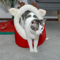 China Pet Mat Soft Pet Bed Cushion Christmas Red Cat Bed Elk Antlers Design for sale