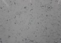 China Artificial Quartz Stone Countertops Polished Surface White Color NSF CE Listed for sale