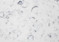 China Polished White Carrara Slab , 2cm Thickness Quartz Slab With Less Veins for sale