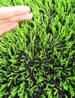 China 16.5 Stitch Artificial Football Turf With PP Net SBR Backing - Durable And High Quality Surface For Sports for sale