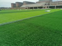China Advanced Weaving Technique Synthetic Grass Field With Disease Resistant Yarn for sale