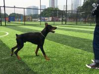 China Stem Shape Weaving Technique Artificial Grass with Effective Drainage System for sale