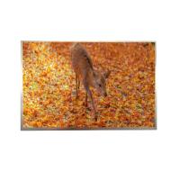 China 8'' IPS FHD LVDS TFT Display 1000cd Luminance 1920*1200 Resolution for sale