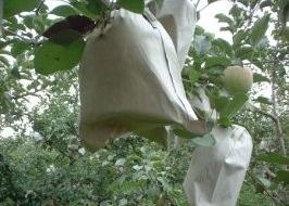 China 100% PP Nonwoven Fabric Width 10-320cm for Fruit Bags Keep Warm for sale