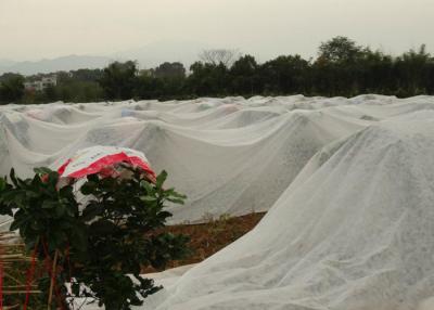 China Agricultural Nonwoven Fabric PP / SMS Nonwoven Factory, Customized Width, GSM, Color for sale