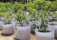 China PP / SMS Nonwoven Fabric Agricultural Anti-UV 3.2m 4.8m 6.4m Customed Width GSM for sale