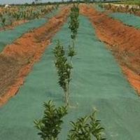 China Nonwoven Weed Barrier Fabric – Durable , Breathable Ground Cover for Gardens & Farms for sale