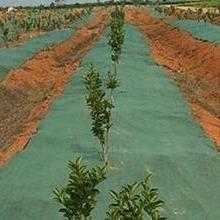 China Nonwoven Weed Barrier Fabric – Durable , Breathable Ground Cover for Gardens & Farms for sale