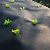 China High - Toughness Agricultural Protective Nonwoven Anti - Aging Tear - Resistant for Crop Cultivation for sale