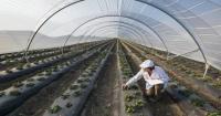 China Protect Fruit Vegetable Use Agricultural Nonwoven Manufacturer Export for sale