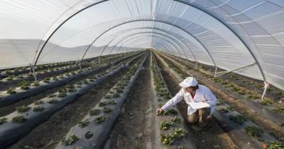 China Protect Fruit Vegetable Use Agricultural Nonwoven Manufacturer Export for sale