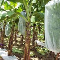 China Grape Banana Agricultural Nonwoven Fruit Sleeves Breathable for Wrapping Bags for sale