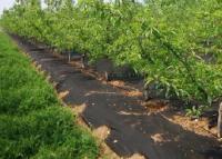 China Ground Cover / Landscape Agriculture Fabric Weed Control fabric Non - Toxic Black Green for sale