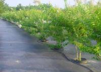 China Professional Agriculture Non Woven Fabric Color Customised For Weed Control Mat for sale