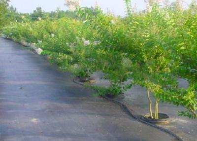 China Professional Agriculture Non Woven Fabric Color Customised For Weed Control Mat for sale