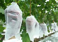 China Non Toxic Agriculture Non Woven Fabric Anti Mildew 1% - 4% UV Treated 300g/M2 for sale