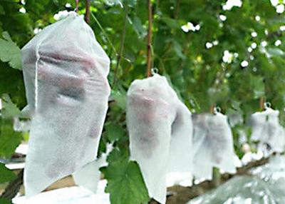 China Non Toxic Agriculture Non Woven Fabric Anti Mildew 1% - 4% UV Treated 300g/M2 for sale