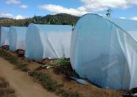 China High Tension Agriculture Non Woven Fabric 100% Virgin Polypropylene Material for sale