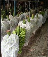 China Hobby Gardening Agriculture Non Woven Fabric 320cm Width Anti Mildew for sale