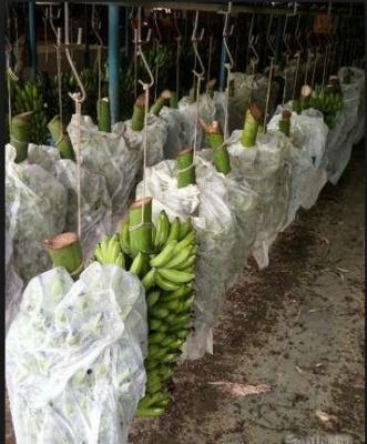 China Hobby Gardening Agriculture Non Woven Fabric 320cm Width Anti Mildew for sale