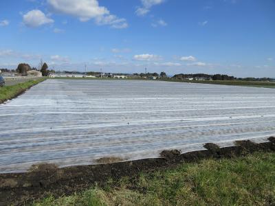 China Agriculture / Medical/ Home Non Woven Fabric 30cm - 160cm laminated with PP / PE film for sale