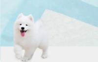 China Disposable Pet Leak Proof Puppy Pads 60x90cm Fast Drying Pee Pads for Dog Training for sale