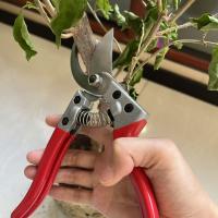 China Premium 200mm Length SK5 High-Carbon Steel - Lightweight Bypass Pruner for Professional Gardening Secateurs Garden Tool for sale