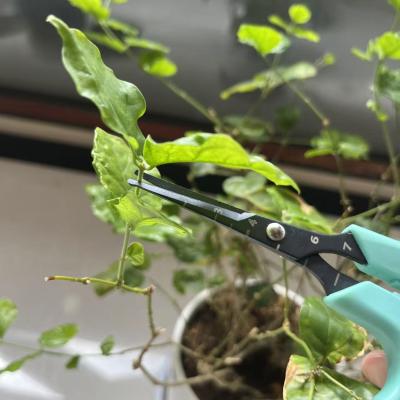 China Grape Thinning And Harvesting Garden Hand Tool Featuring Black Blade Perfect for Precision Cutting and Vineyard Fruit Management for sale