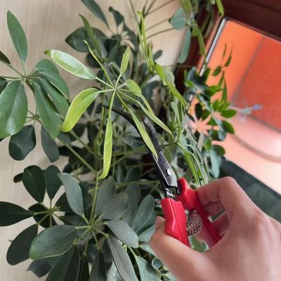 China Black Blade Fruit Harvesting Shears for Professional Gardeners Fruit Growers Seeking Cutting Tools Secateurs Garden Tool for sale