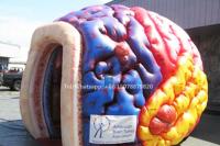 China Inflatable Mega Brain Model Organs Exhibition Giant Human Big Brain Tent for sale