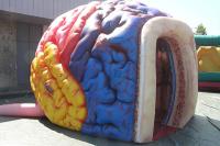China Inflatable Mega Brain Model Organs Exhibition Giant Human Big Brain Tent for sale