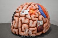 China Inflatable Human Organs Giant Brain Heart Lungs For Teaching Medical Activities Display for sale