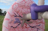 China Giant Inflatable Lung Model Advertising For Medical Exhibition Events for sale