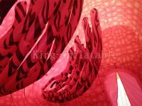China Advertising Nylon Fabric Simulation Thoracic Model For Medical Show ROHS CE UL for sale
